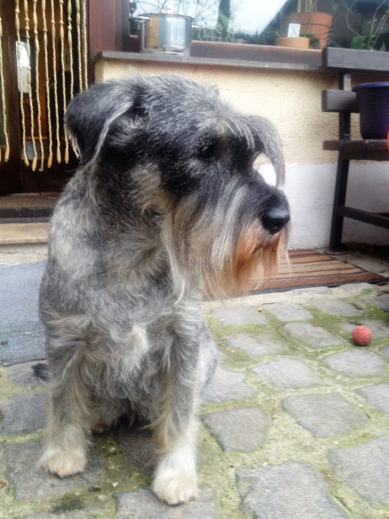 C-Wurf | Mittelschnauzer-Welpen.de