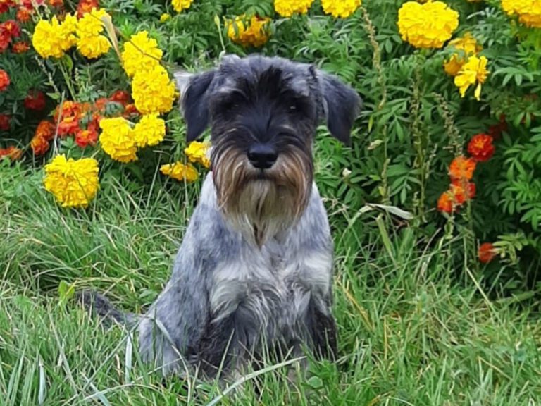 Kathi | Mittelschnauzer-Welpen.de