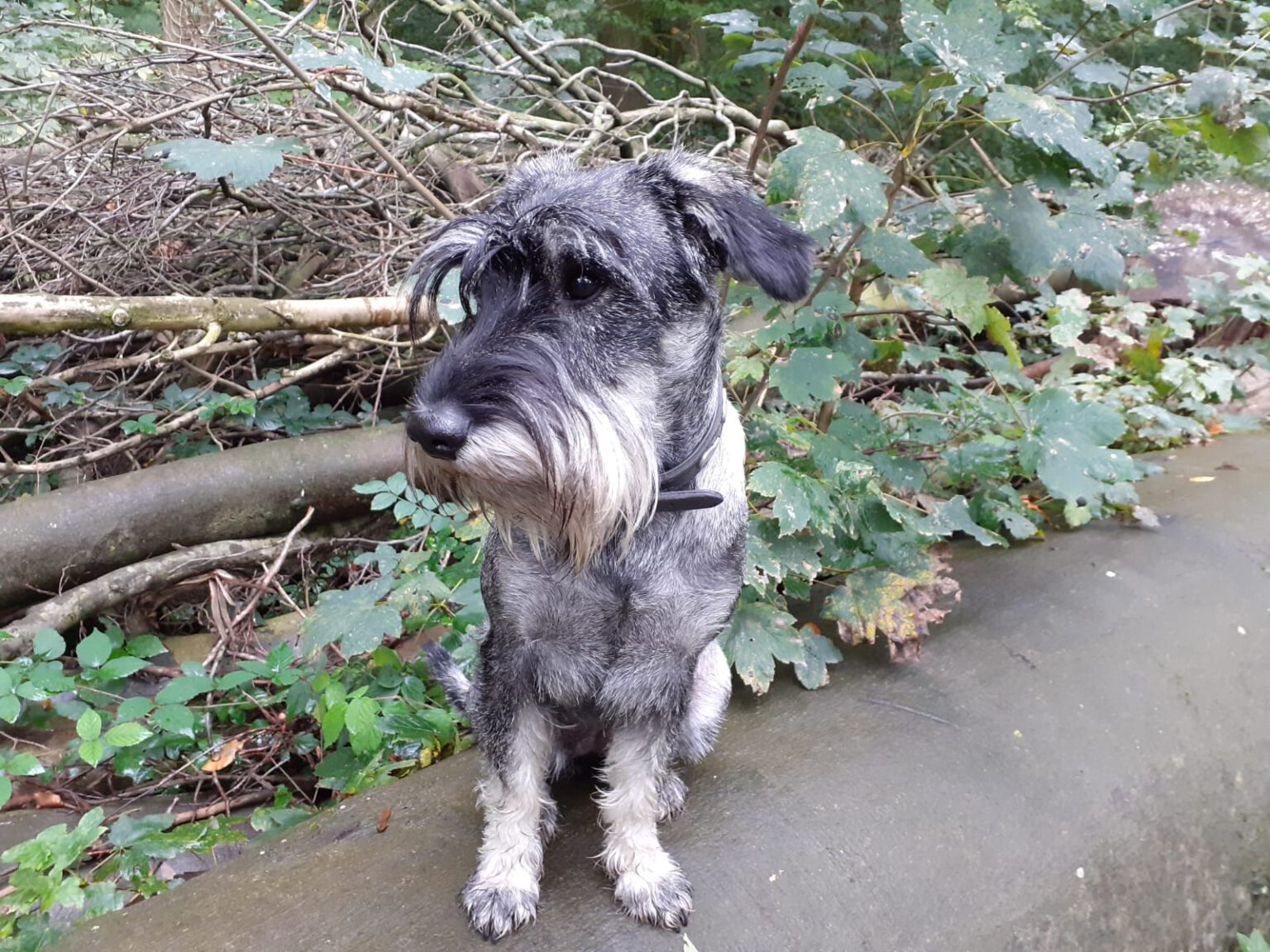 Klara (3) | Mittelschnauzer-Welpen.de