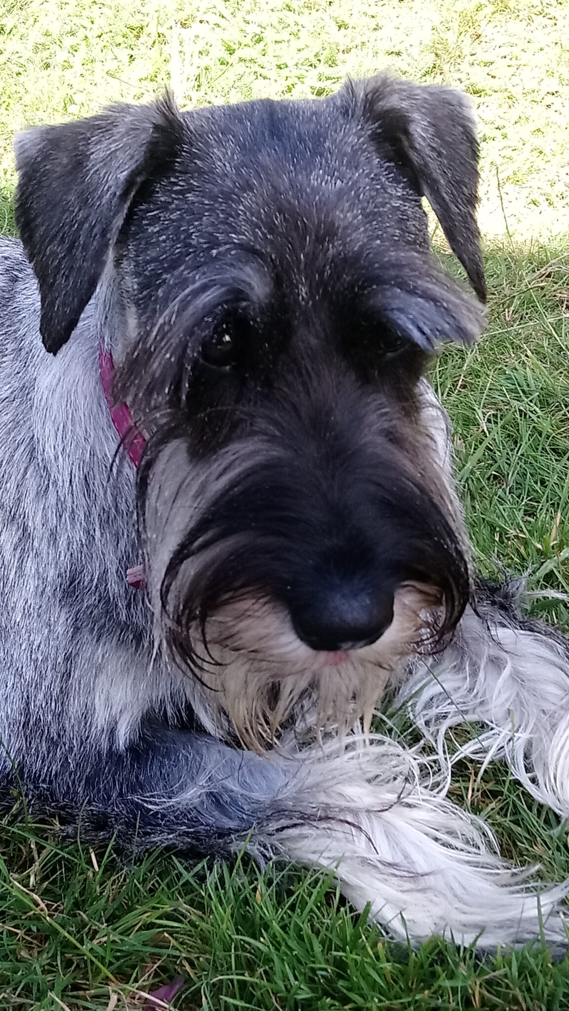 Konny | Mittelschnauzer-Welpen.de
