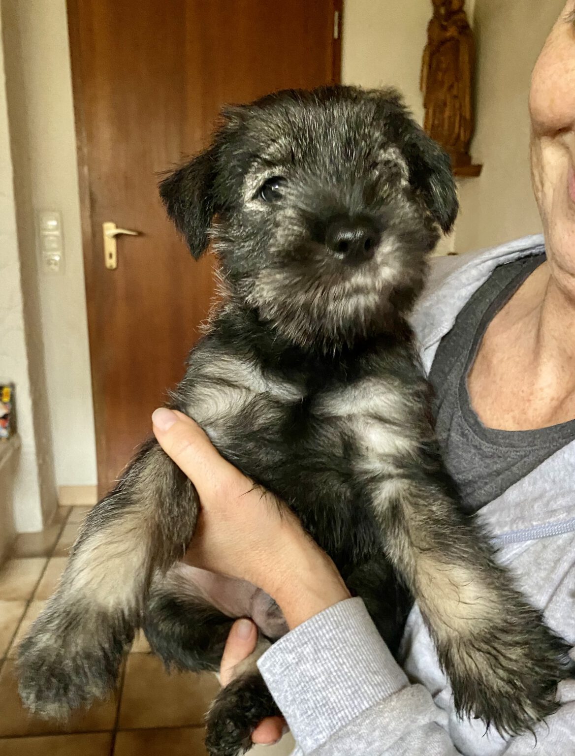 Schnauzer Ruede L Wurf | Mittelschnauzer-Welpen.de