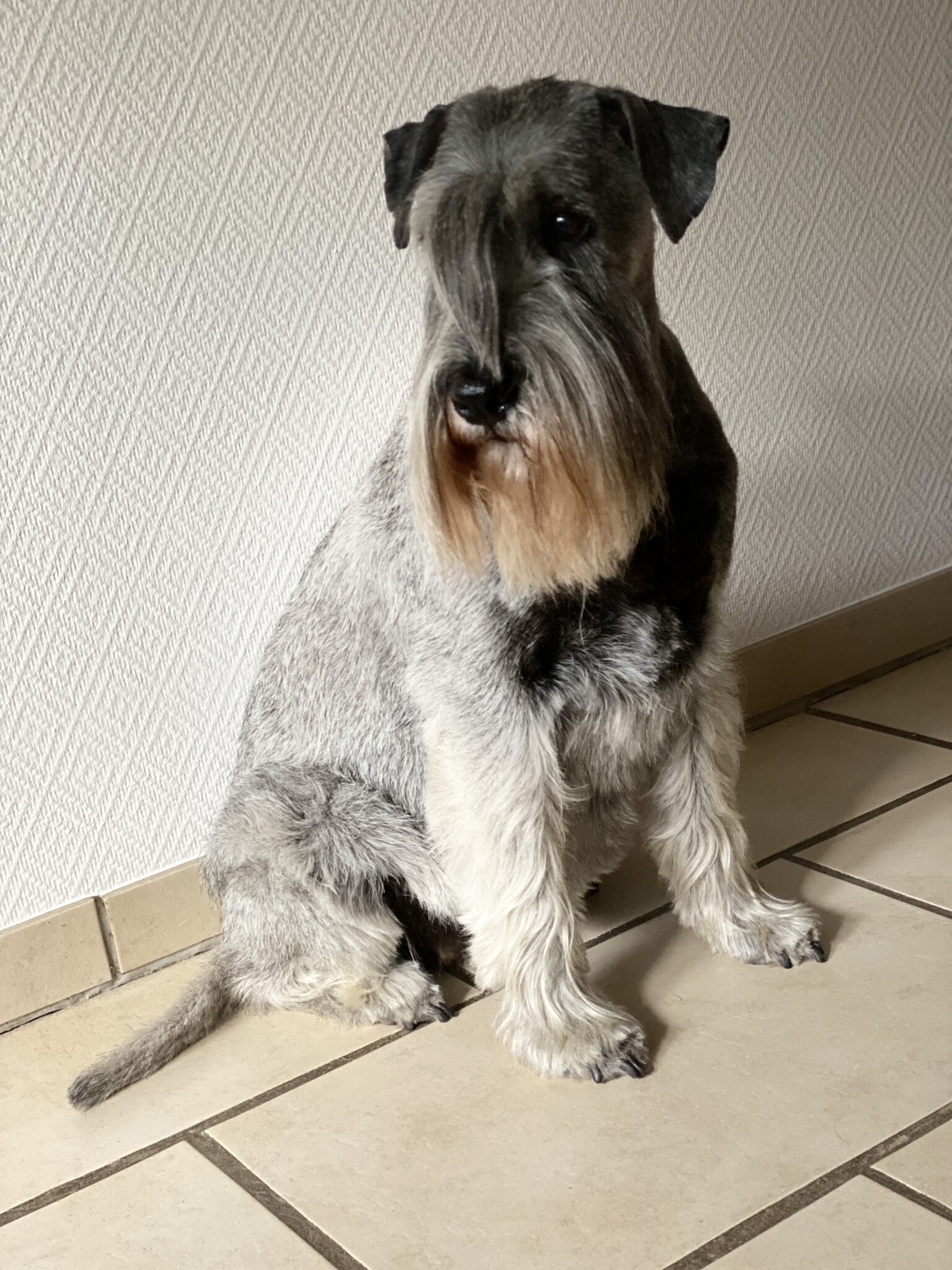 Mittelschnauzer-Welpen.de | Schnauzerzucht Pfeffer-Salz von der Röher Höhe